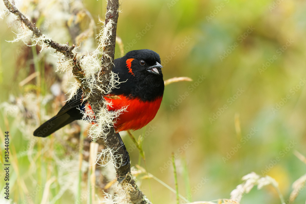 Scarlet-bellied Mountain-Tanager - Anisognathus igniventris or ...