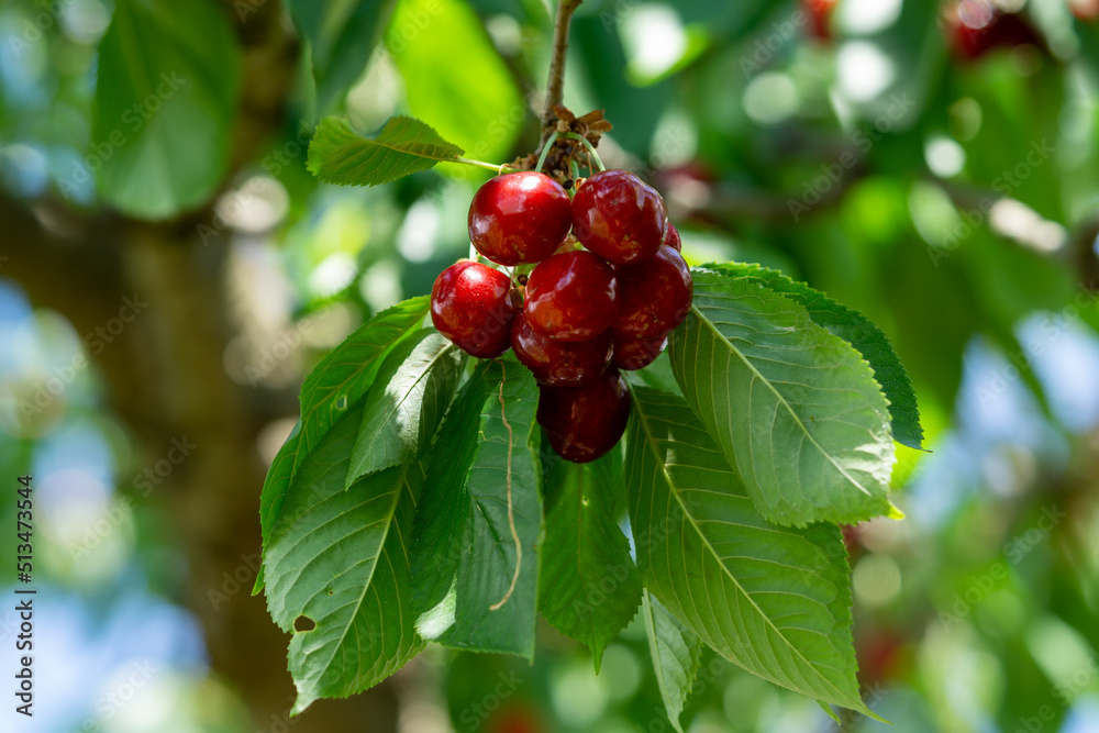 Süßkirschen an einem Baum im Garten Stock Photo | Adobe Stock