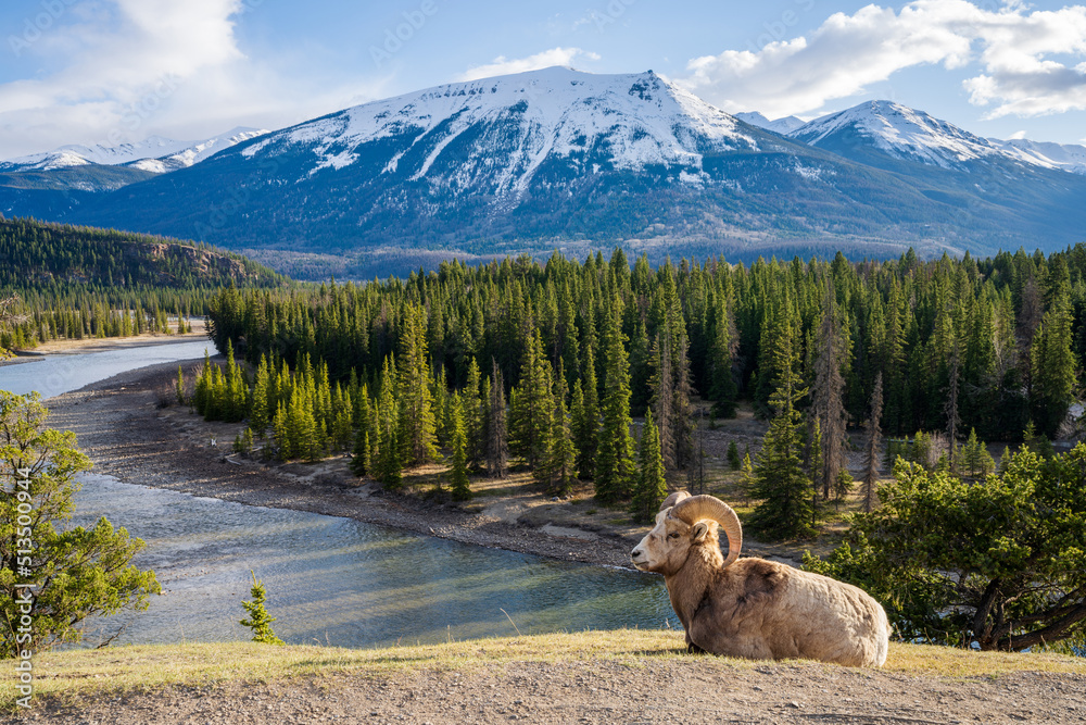 Laying down BigHorn Sheep (Ovis canadensis) ram portrait. Canadian ...