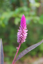 Red Celosia Flower And Bee Free Stock Photo - Public Domain Pictures