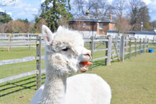 Think Spring Llama Free Stock Photo - Public Domain Pictures