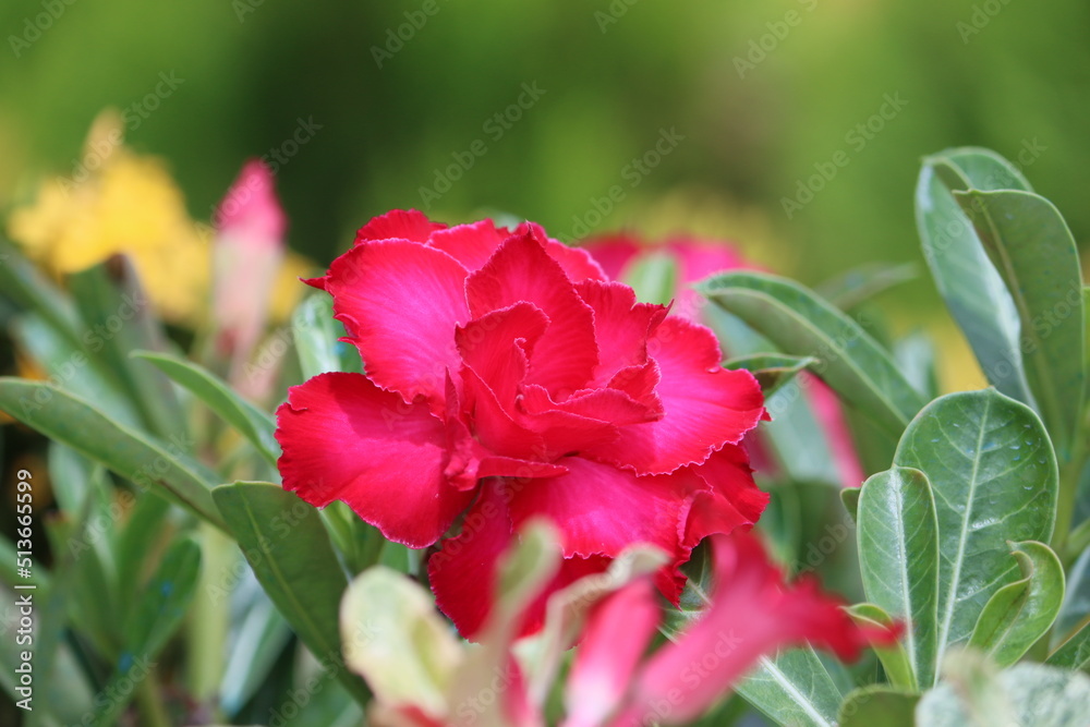 Cambodia. Adenium is a genus of flowering plants in the family ...