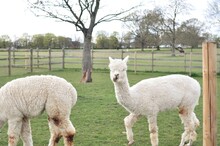 Think Spring Llama Free Stock Photo - Public Domain Pictures