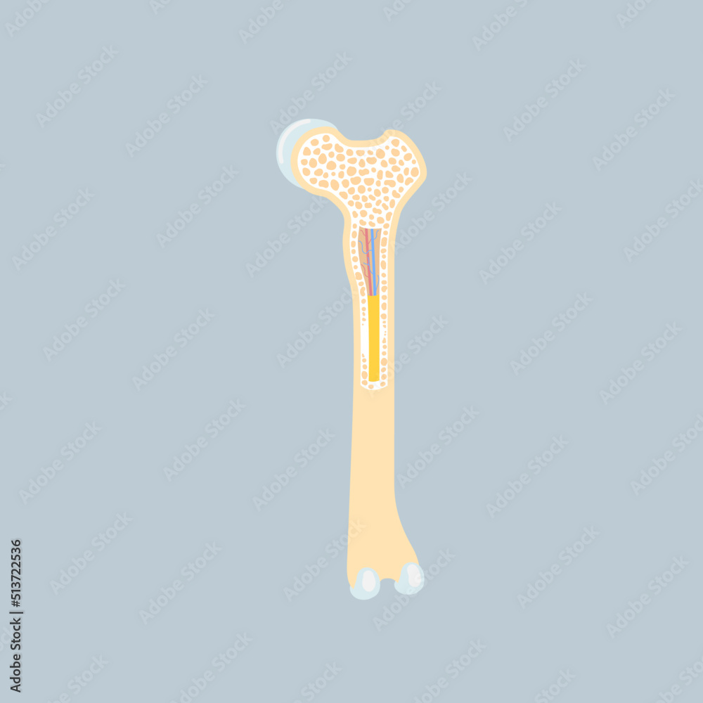 anatomy of long bone marrow basics, internal organs body part ...