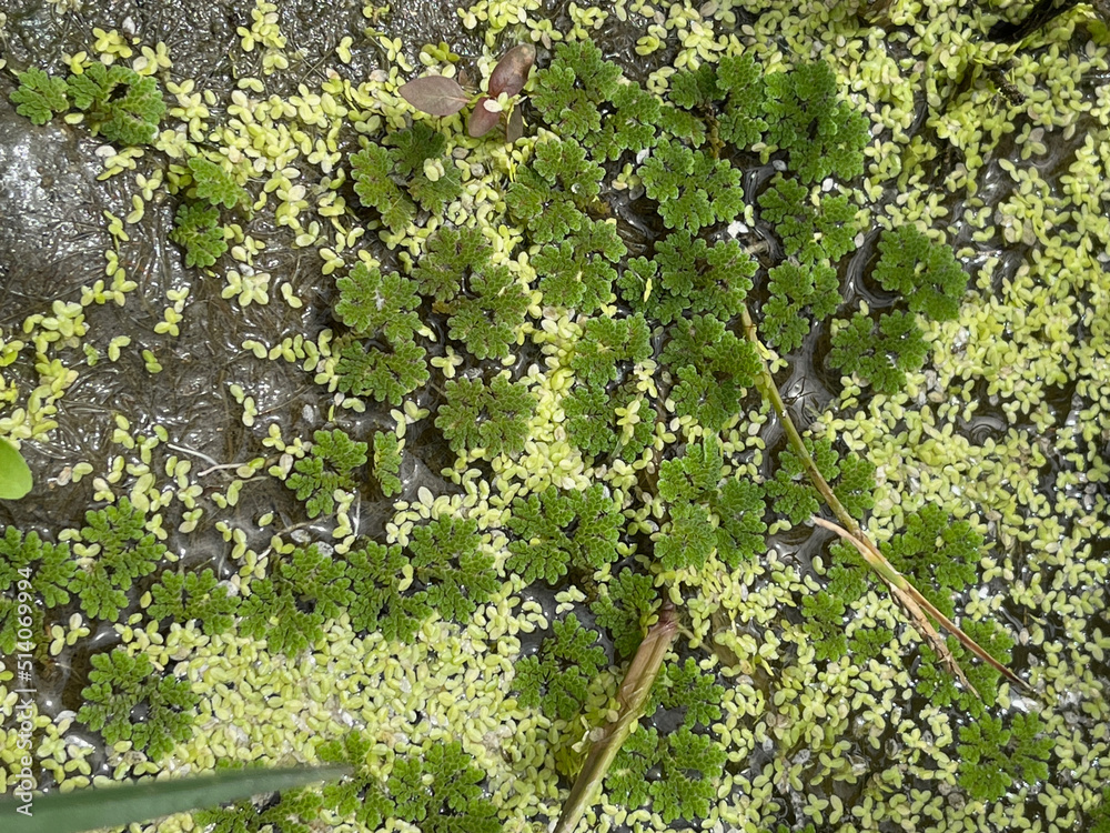 Azolla (mosquito fern, duckweed fern, fairy moss, water fern) is a ...