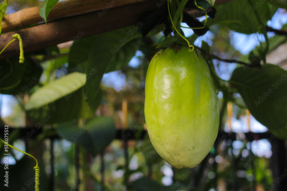 Passiflora quadrangularis fruits (also known as the giant granadilla ...