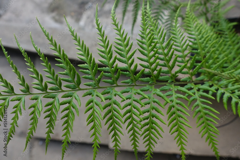 Pteridium aquilinum also known as eagle fern, is a species of fern ...