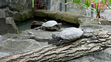 Red-eared Slider Turtle Free Stock Photo - Public Domain Pictures