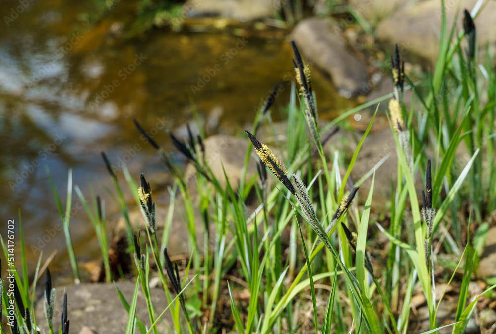 Blooming Sedge ‘Carex Nigra’(Carex melanostachya) Black or common sedge ...