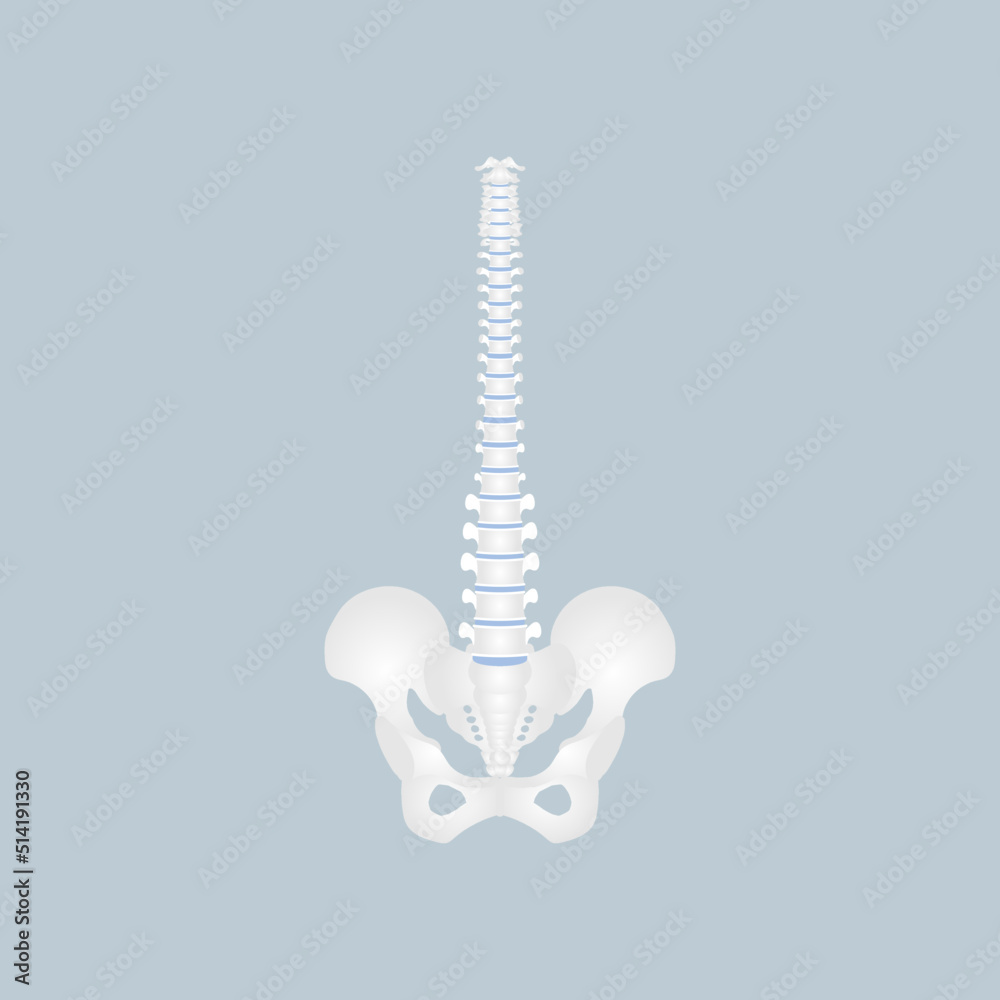 anatomy of human spine, spinal cord, thoracic, cervical, lumbar, pelvic ...
