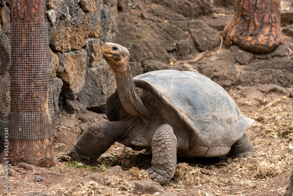 large giant tortoises, with their enormous size native and unique to ...