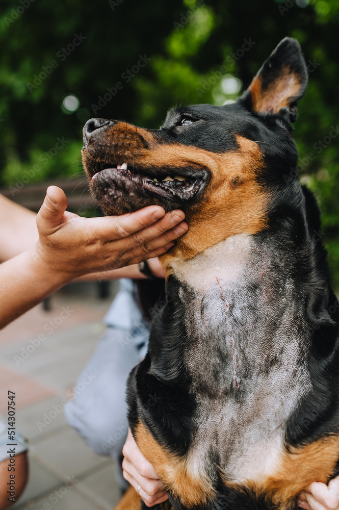 Male professional doctor veterinarian shows a large scar on the neck of ...