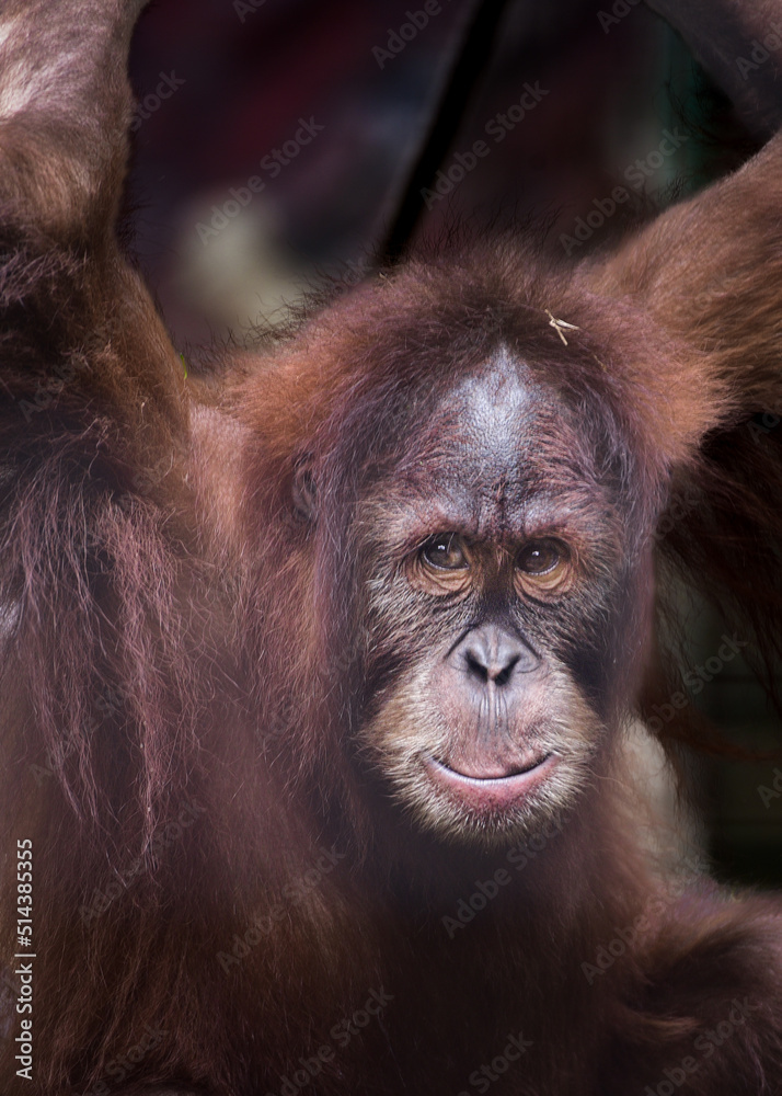 The Sumatran orangutan, Pongo abelii. Sumatran orangutans are thinner ...