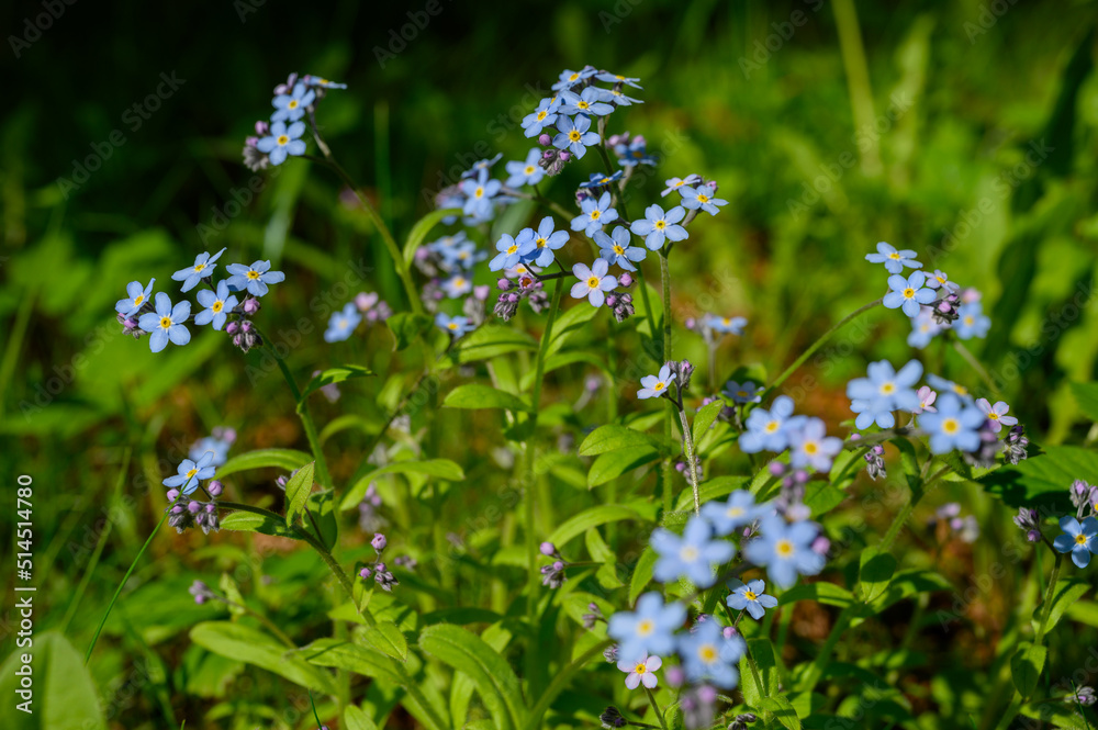Myosotis alpestris or alpine forget-me-not flowers. Small flowering ...