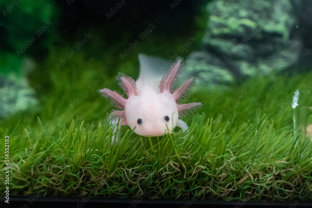 small Axolotl (Ambystoma mexicanum) walking on a grass in aquarium ...