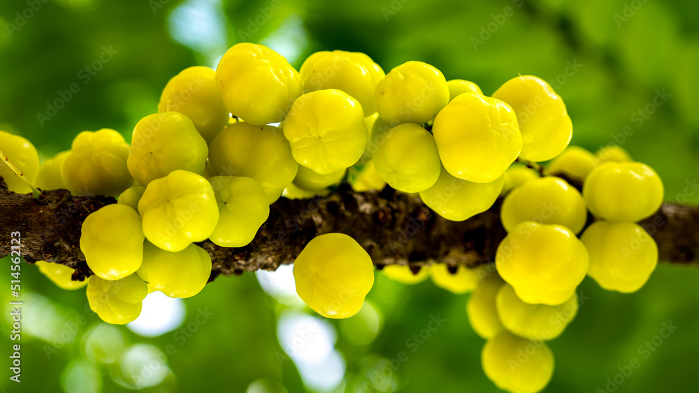 Phyllanthus acidus, known as the Otaheite Gooseberry, Malay, Tahitian ...