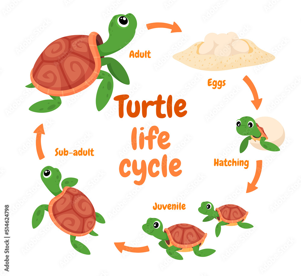 Illustration of a turtle life cycle. Reproduction of turtles in the ...