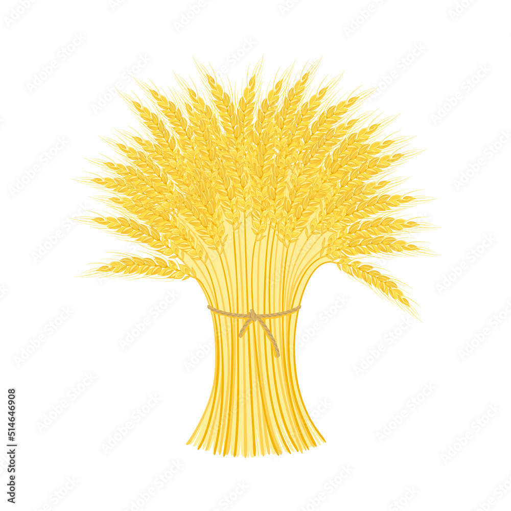 Sheaf of wheat isolated on white background. Agricultural cereal ears ...