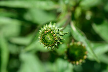 Pink Coneflower And Buds Free Stock Photo - Public Domain Pictures