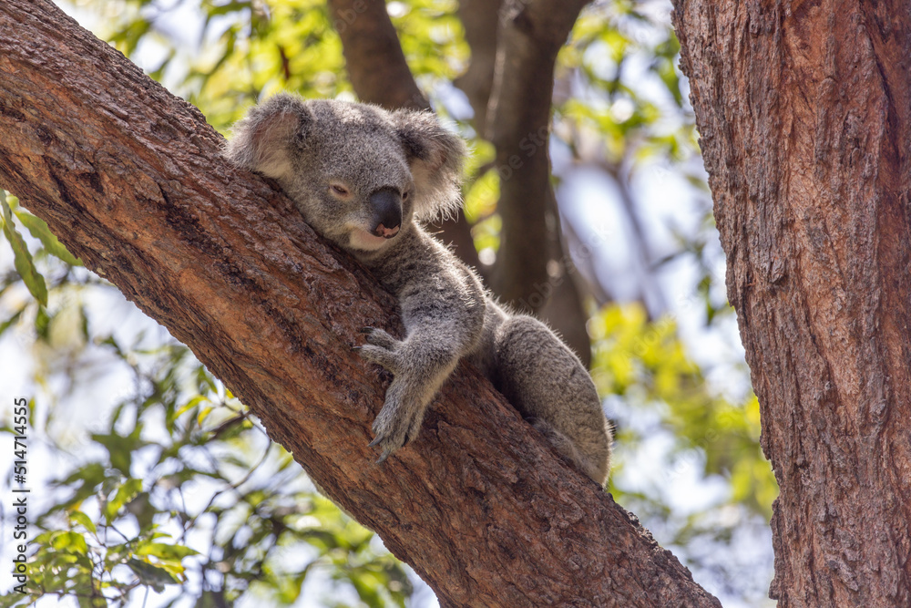 Close-up of a sleepy looking Koala (Phascolarctos cinereus) holding on ...