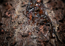 Dried Sap 3 Free Stock Photo - Public Domain Pictures