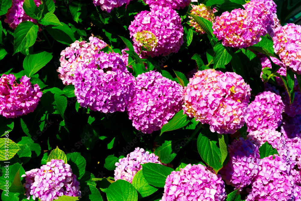 Pink hydrangea macrophylla, commonly referred to as bigleaf hydrangea ...