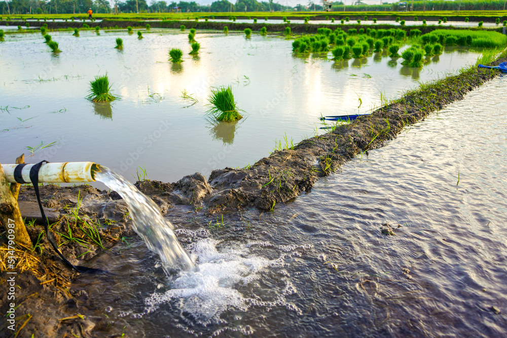 Irrigation of rice fields using pump wells with technique of pumping ...
