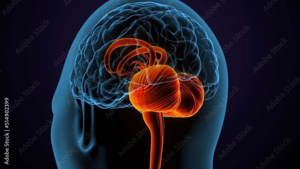 3d illustration of human male brain anatomy Stock Illustration | Adobe ...