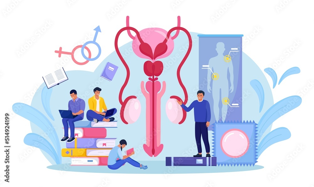 People are studying sex education. Human biology and anatomy lesson ...