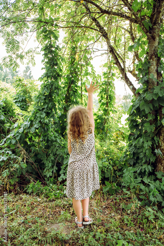 Humulus lupulus or common hop or hops decoration plants climb on shoots ...