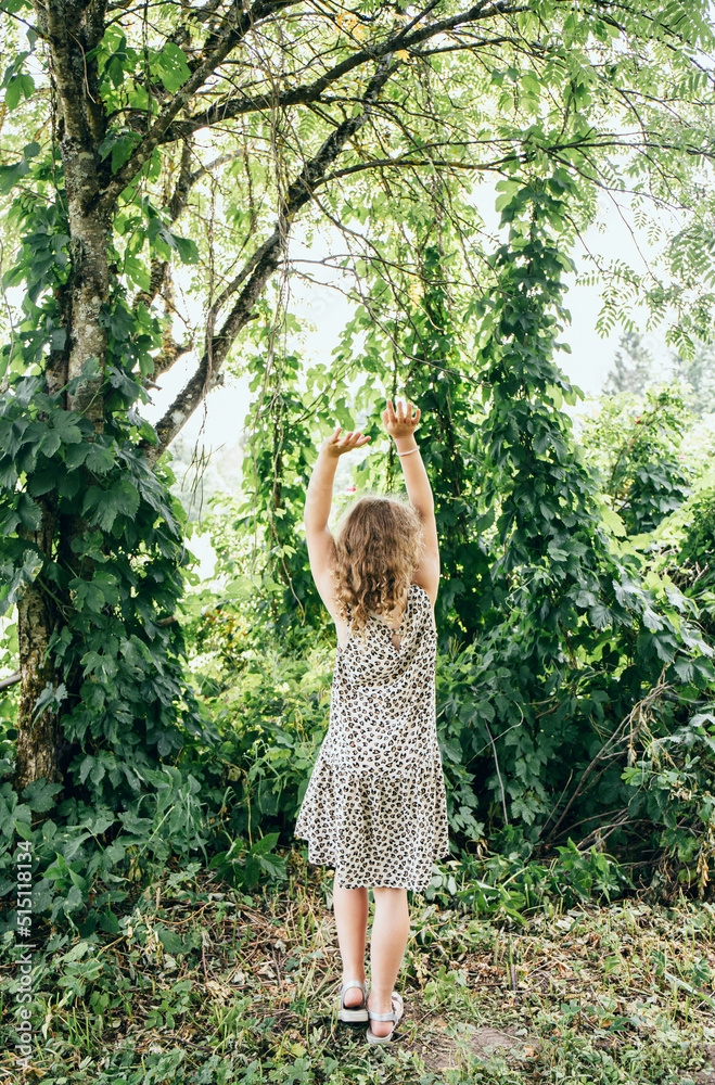 Humulus lupulus or common hop or hops decoration plants climb on shoots ...