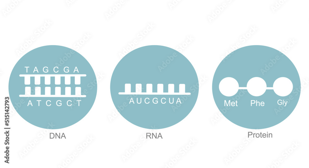 Vector de Stock The molecular biology: DNA, RNA and protein molecule ...