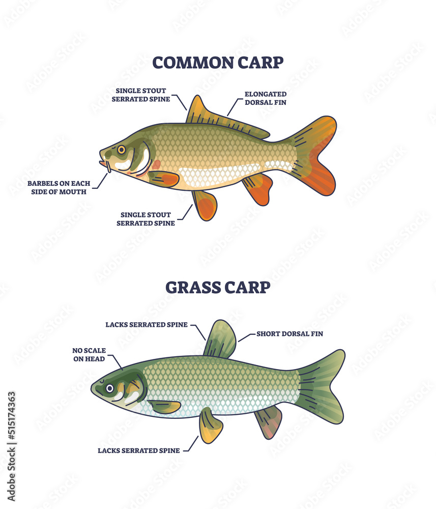 Grass carp vs common carp species anatomical differences outline ...