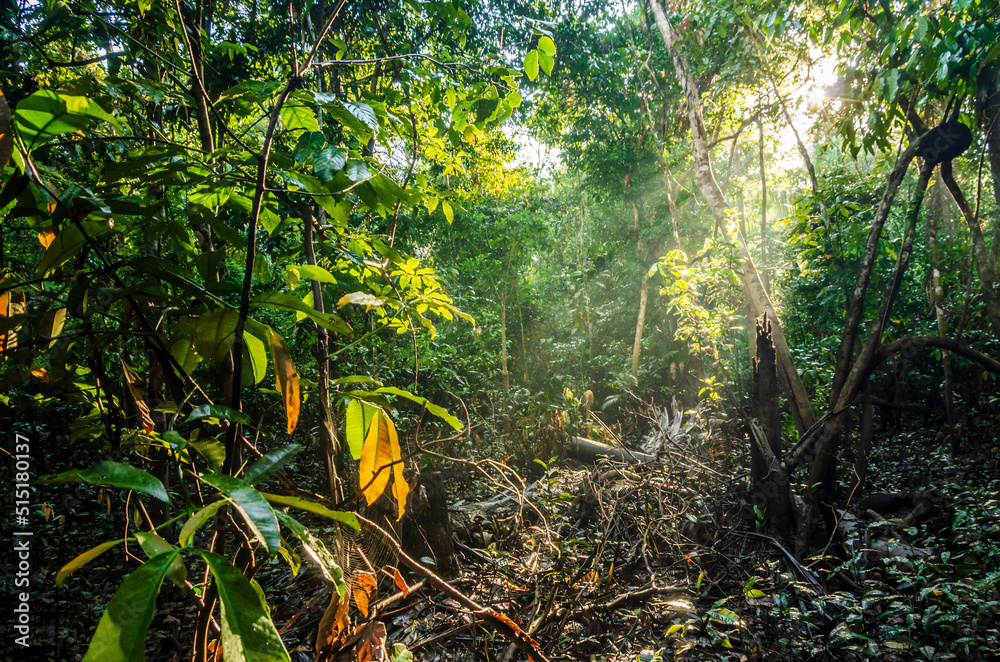 sunlight in deep unexplored amazonian rainforest - Reserva nacional ...
