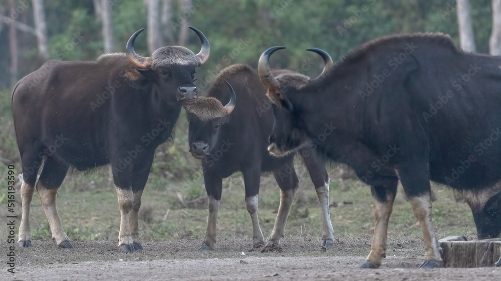 Gaur or the Indian Bison Stock Photo | Adobe Stock