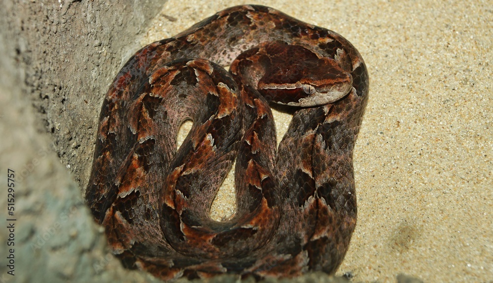 Malayan Pit Viper (Calloselasma rhodostoma), head and upper body are ...