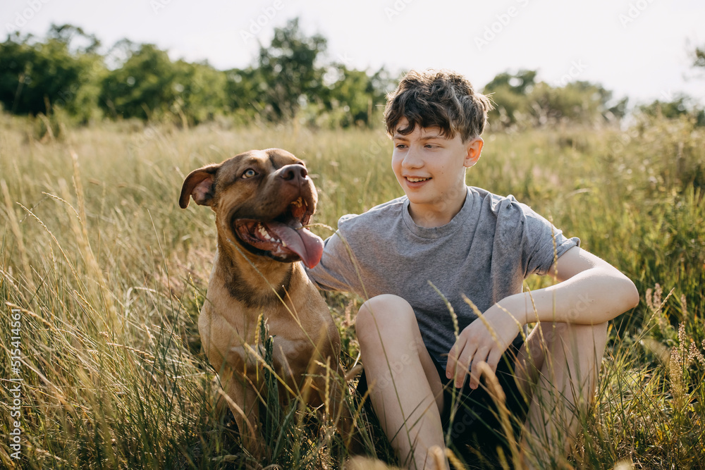 Boy playing with his dog, purebred pit bull, sitting outdoors, in a ...