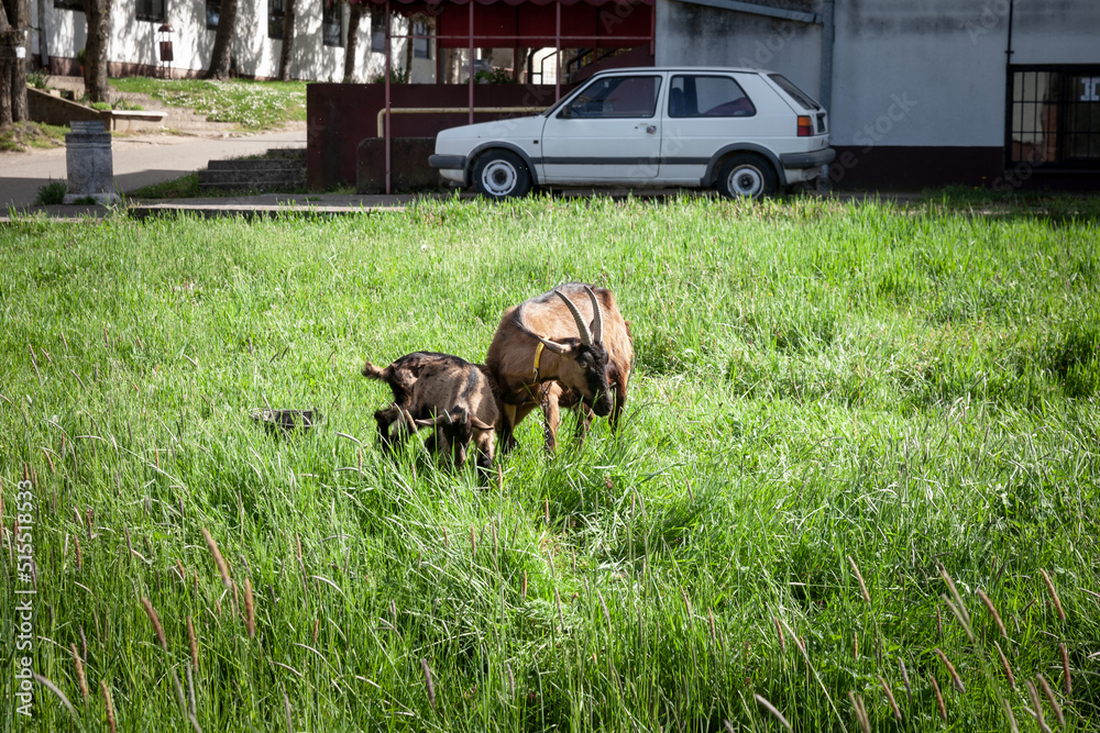Two brown of goats standing in a field full of green grass, in summer ...