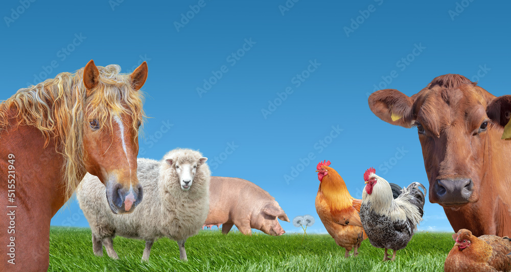 Farm animals cow pig sheep chickens horse Stock Photo | Adobe Stock