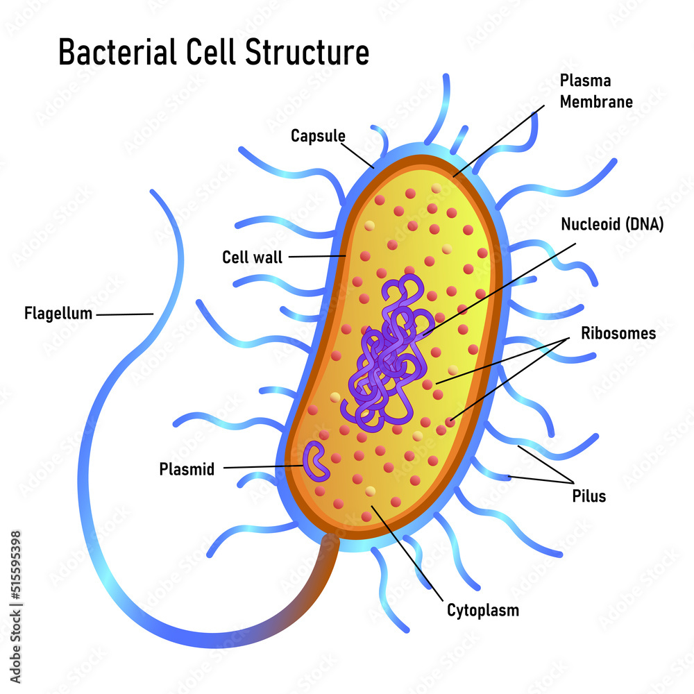 Bacterial cell anatomy marking structures on bacillus cell with ...