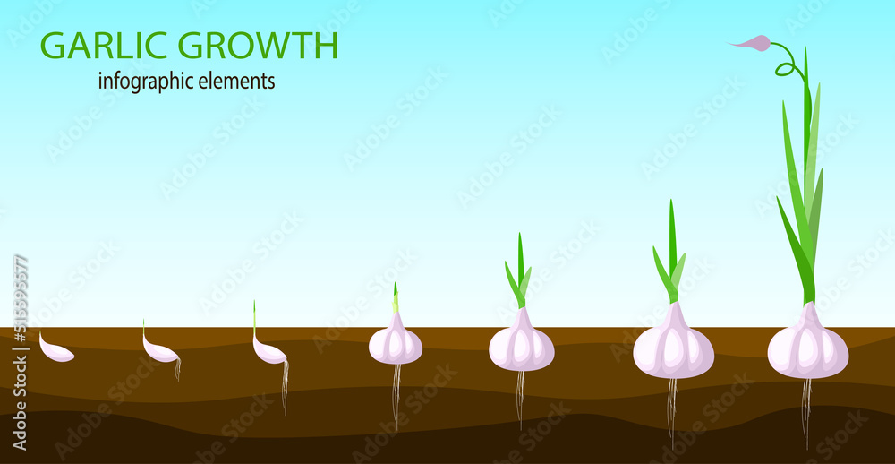 Growth stages of garlic plant. Vector illustration Garlic life cycle. On white background ...