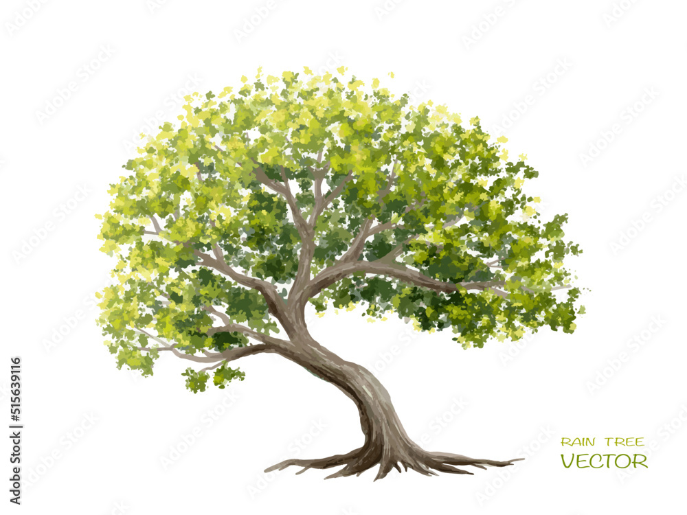 Vector watercolor of rain tree side view isolated on white background ...