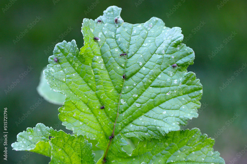 Radish leaf damaged by Ceutorhynchus pallidactylus (formerly quadridens ...