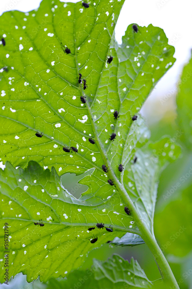 Radish leaf damaged by Ceutorhynchus pallidactylus (formerly quadridens ...