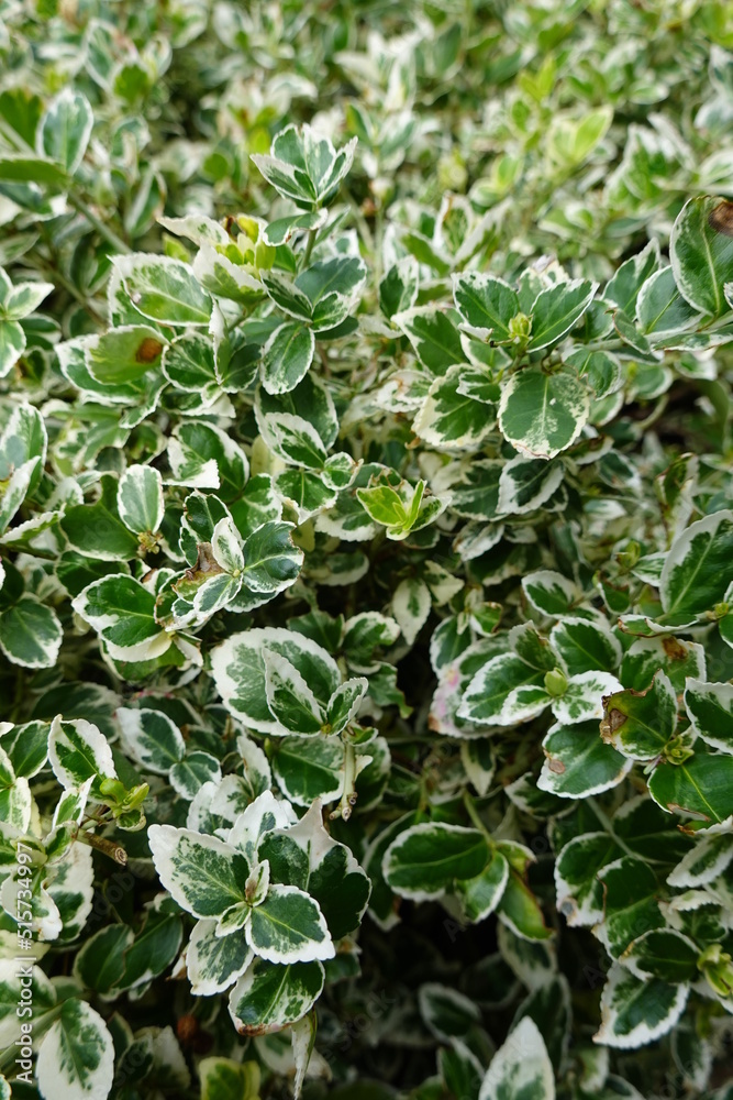 Euonymus fortunei, commonly called wintercreeper euonymus, is a dense ...