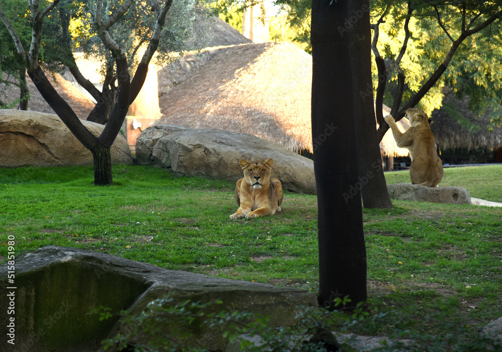 Stock-Foto „Lion in wildlife. Wild African lions and other animals in ...