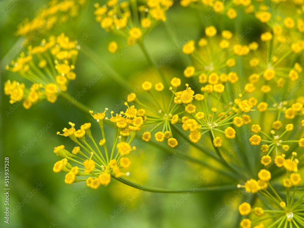 Macrophotography of dill flowers. Dill (Latin Anethum) is a monotypic ...