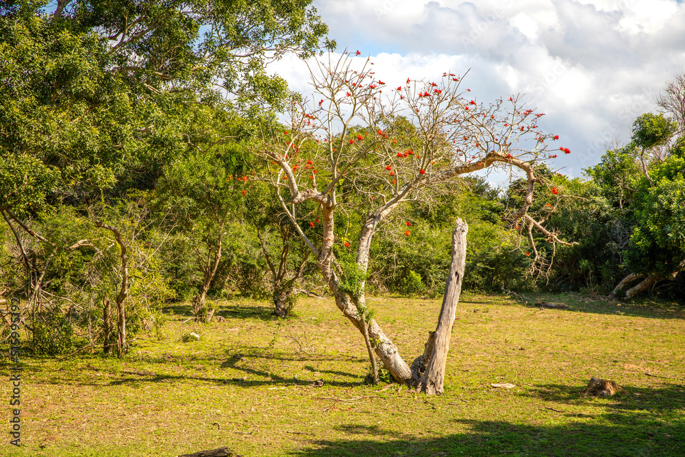 Erythrina caffra, the coast coral tree or African coral tree, is native ...