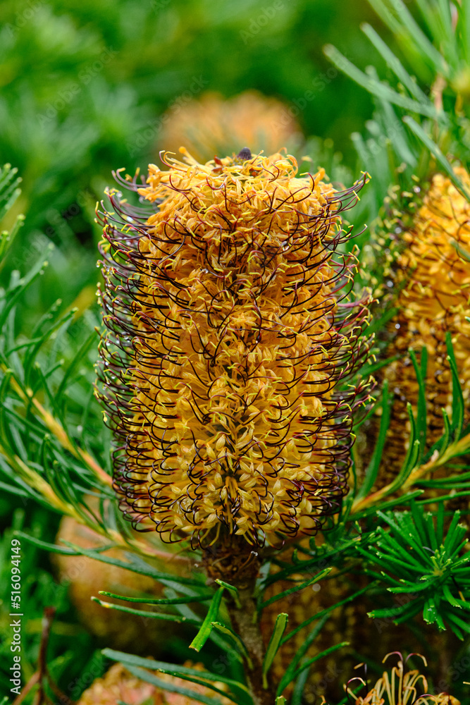 Banksia is a genus of around 170 species in the plant family Proteaceae ...