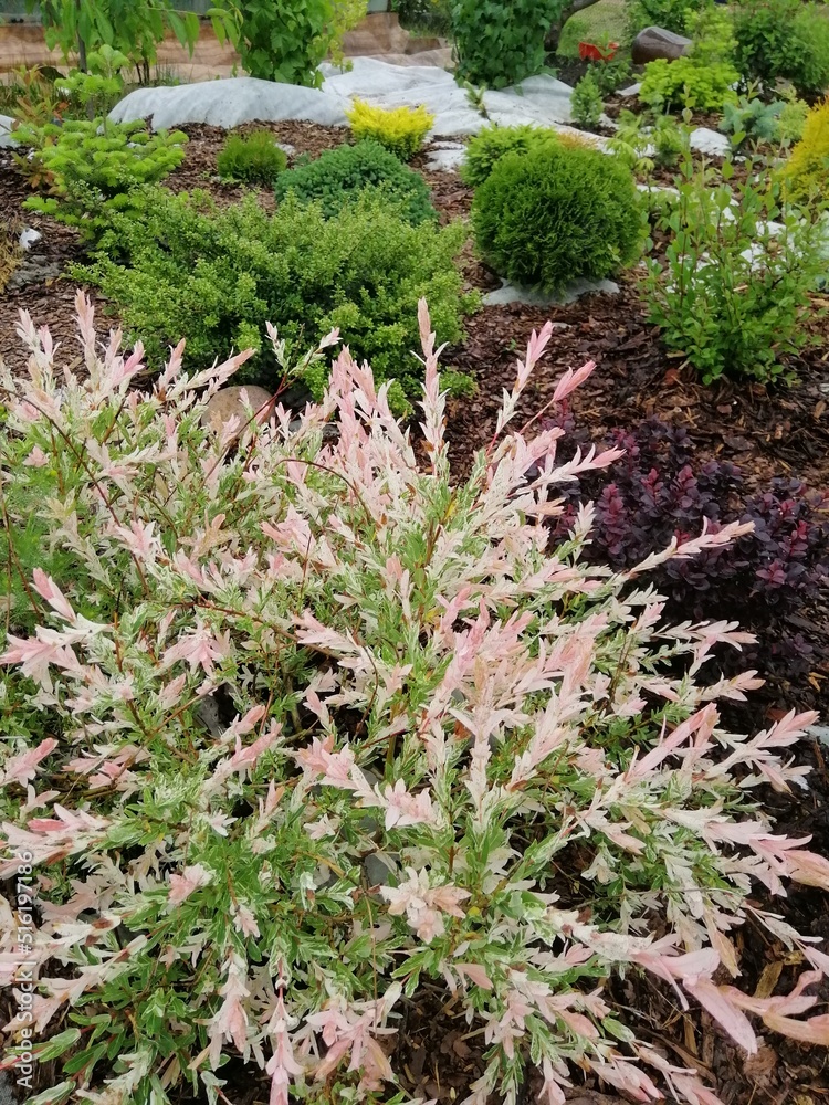 beautiful Hakuro-nishiki willow bush with pink tips of branches on the ...